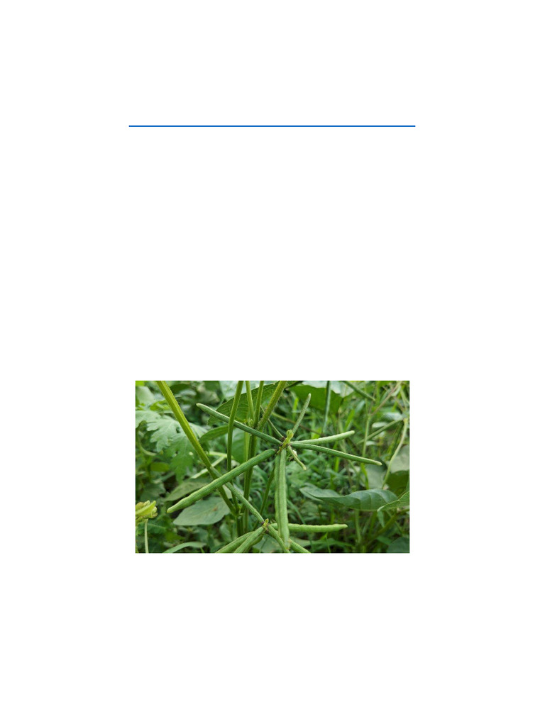 Sustainable Green Gram Farming Insights | PDF | Agriculture | Wheat