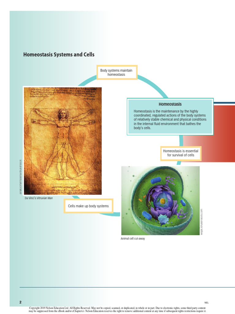 Human Physiology From Cells To Systems Compress 30 48 | PDF | Human ...