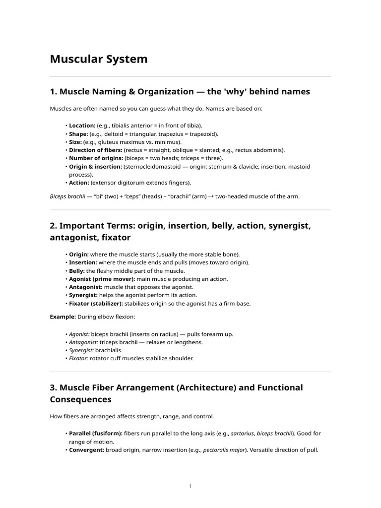 Understanding the Muscular System | PDF | Anatomical Terms Of Motion ...