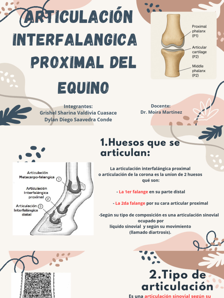 Interfalangica Proximal Del Equino - 20250506 - 192013 - 0000 | PDF