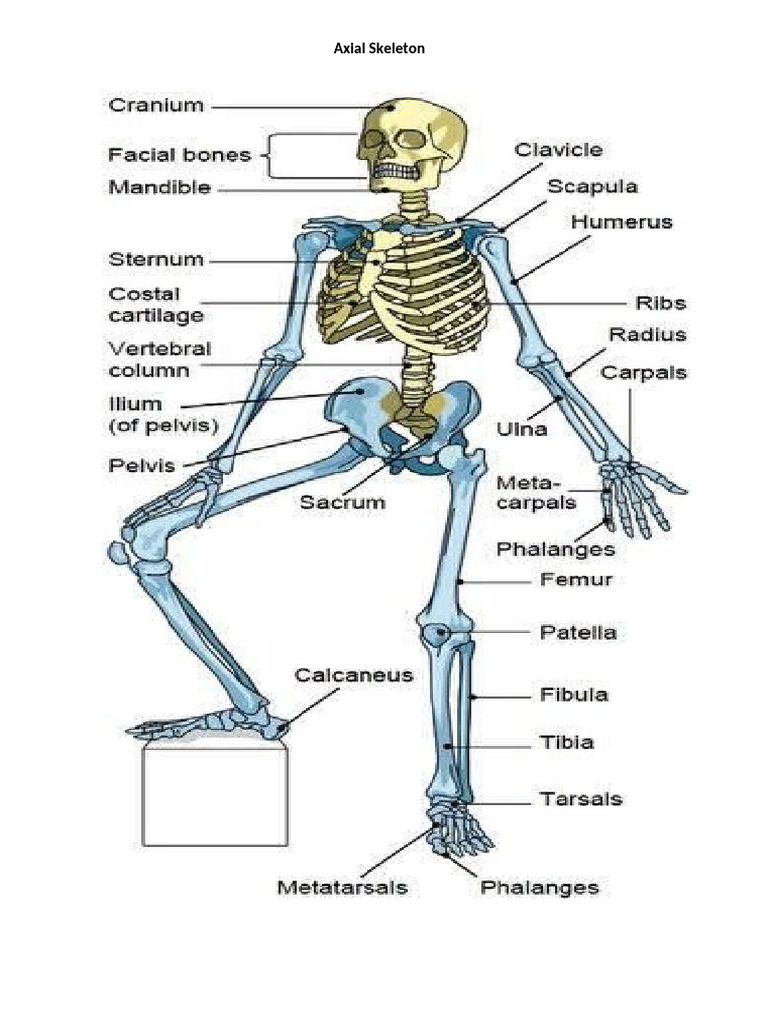 Human Bones | PDF