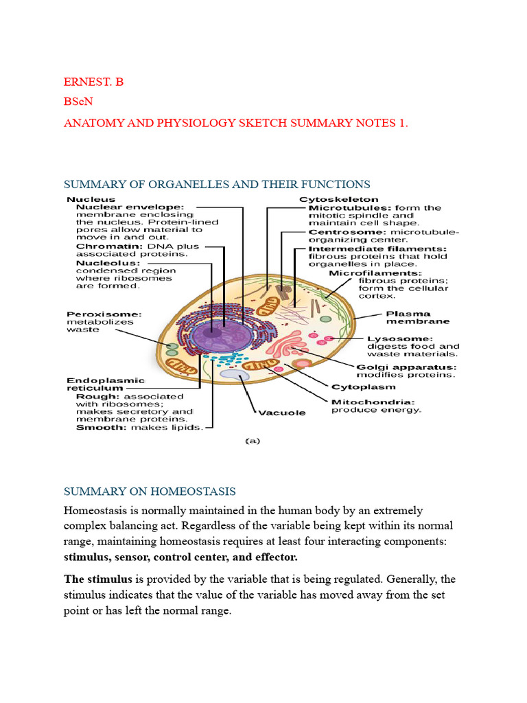 Review Anatomy& Physiology Notes - Ernest.b | PDF | Meiosis | Mitosis