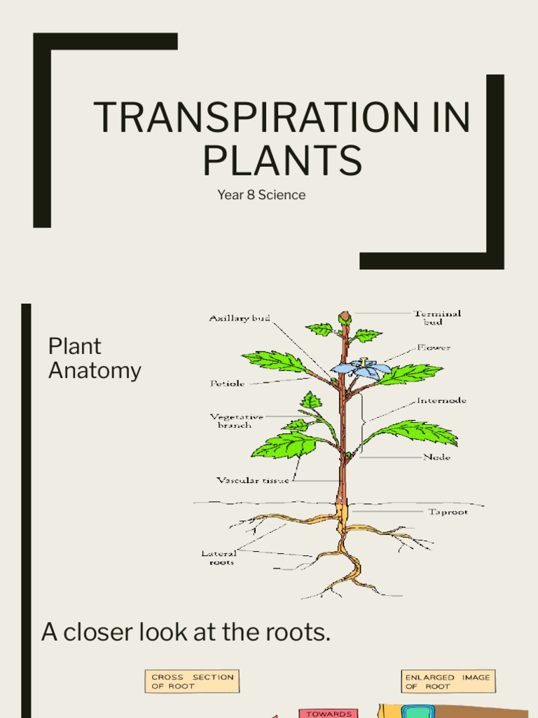Plant Water Transport and Transpiration | PDF | Leaf | Stoma