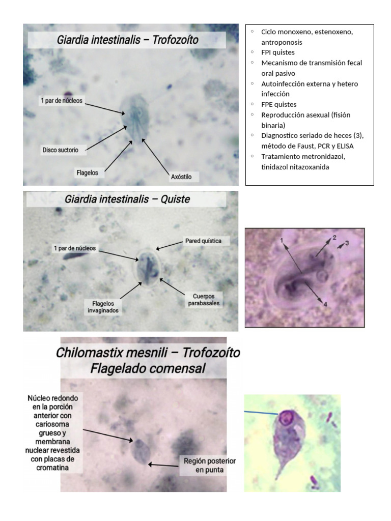 Parasito Examen 2 (Imagenes) | PDF