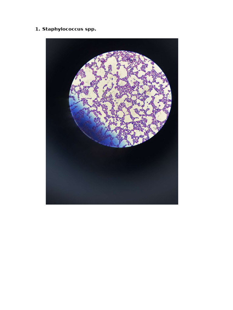 Mikrobiologija Preparati | PDF