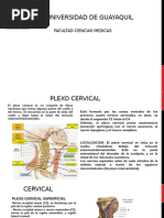 Anatomía del Plexo Cervical: Guía Completa | PDF | Nervio | Neuroanatomía