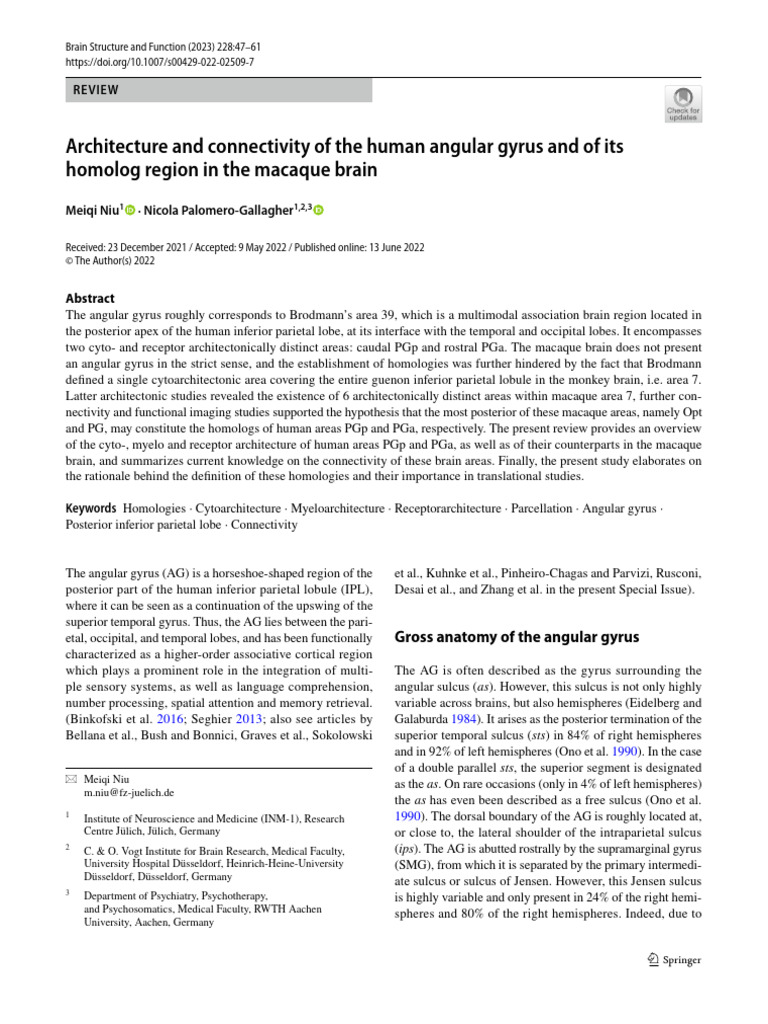 Architecture and Connectivity of The Human Angular Gyrus and of Its ...