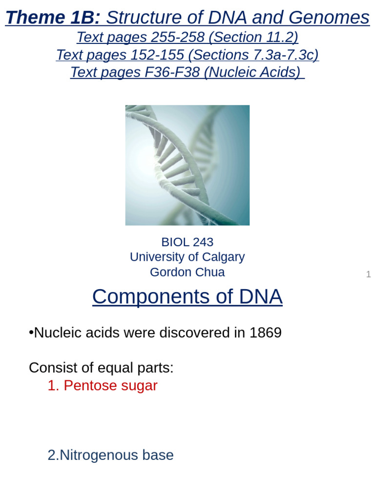 Biol 243 Theme 1b Dna Structure 2020 For d2l | PDF | Dna | Chromosome