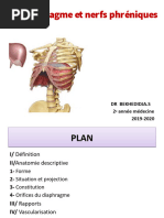 Anatomie et Développement du Diaphragme | PDF | Aorte | Thorax