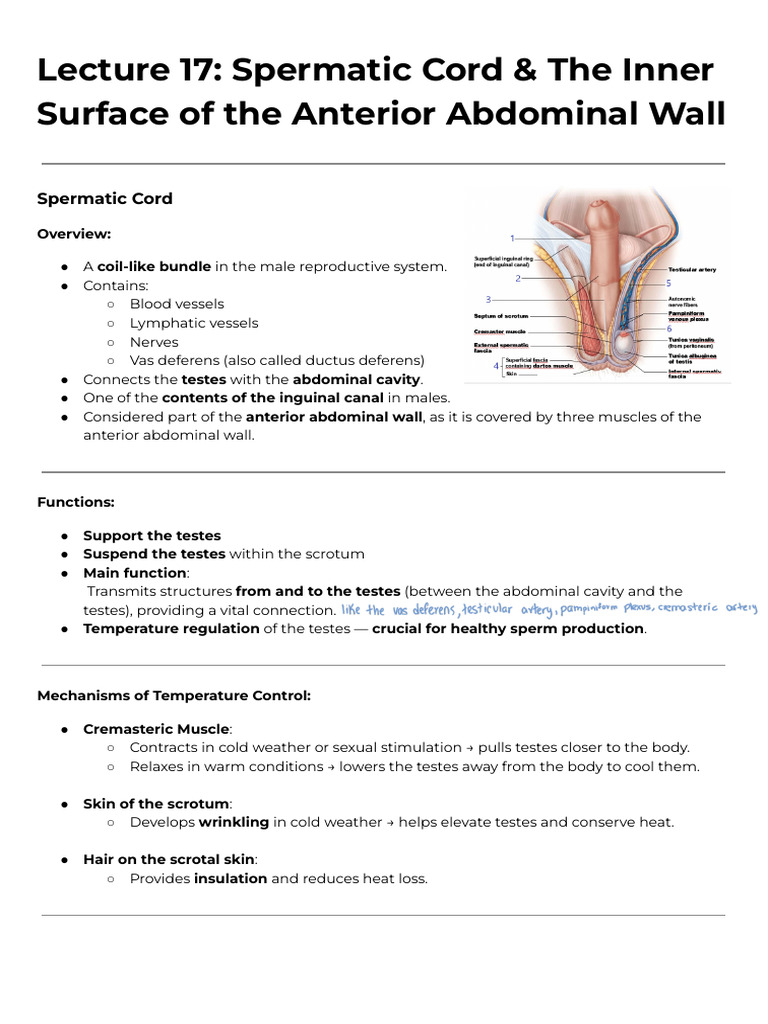 Spermatic Cord & Abdominal Wall Anatomy | PDF | Testicle
