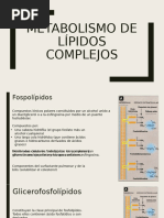 Biosíntesis de Fosfolípidos y Esfingolípidos | PDF | Biosíntesis | Lípido