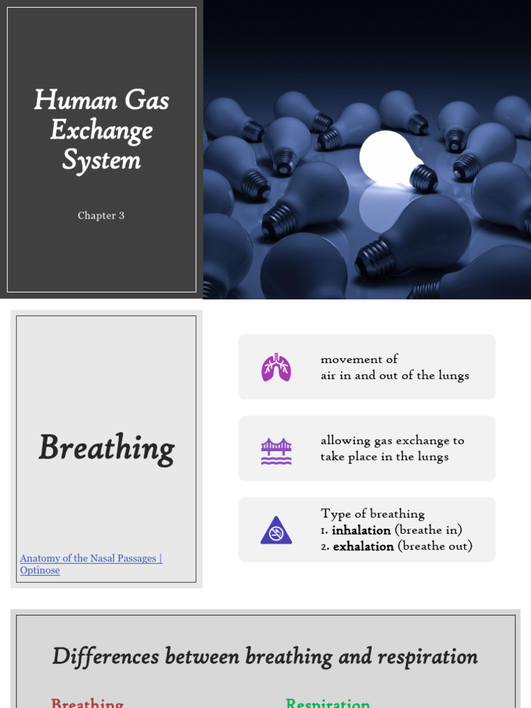 Human Gas Exchange System Overview | PDF | Lung | Respiratory Tract