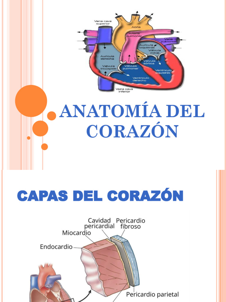 Anatom A Del Coraz N | PDF