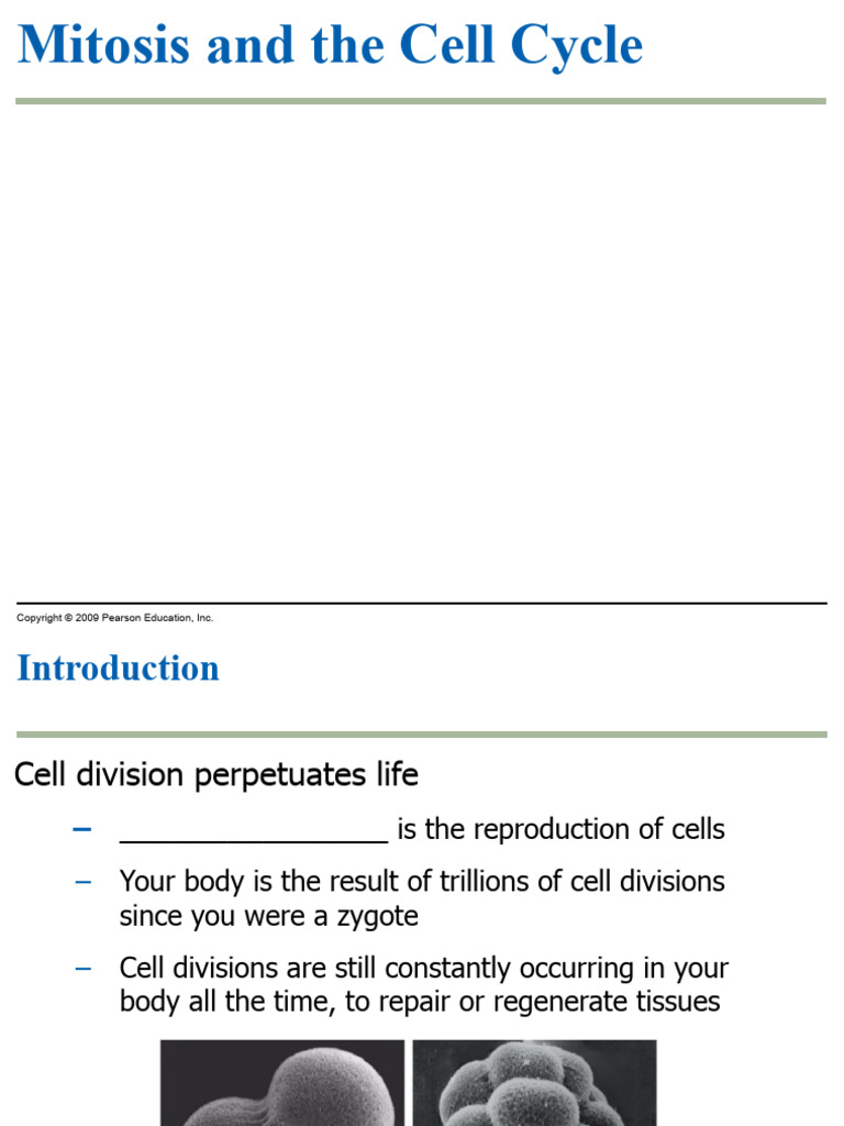 Notes - Day 12 Lecture - Mitosis and Cell Cycle | PDF | Mitosis ...