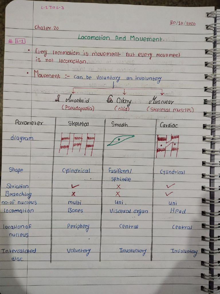 Chapter 20 Locomotion and Movement Class 11 Biology Notes | PDF