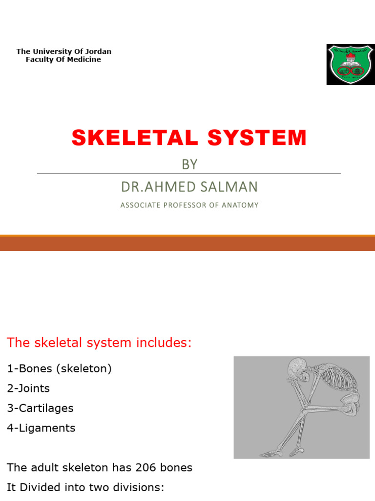 Overview of the Skeletal System | PDF | Skeleton | Bone