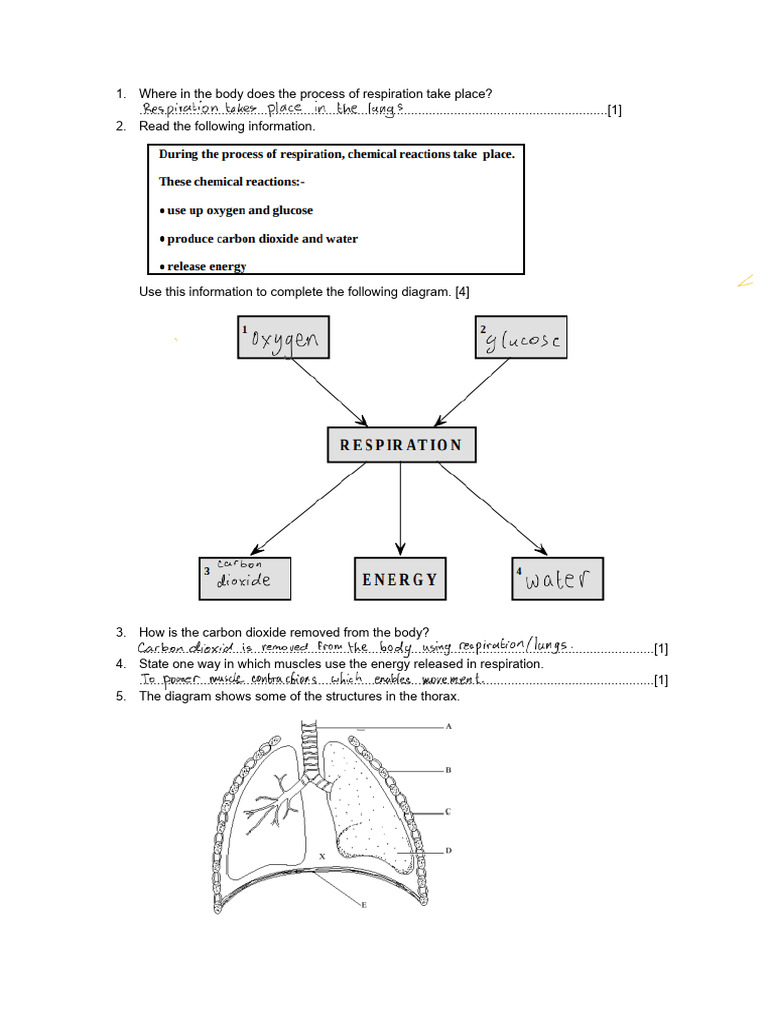 Repiratory Biology Grade 10 GCSE | PDF | Breathing | Respiration