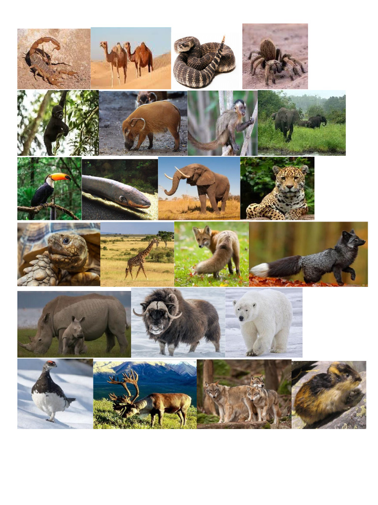 Biomas Del Mundo | PDF