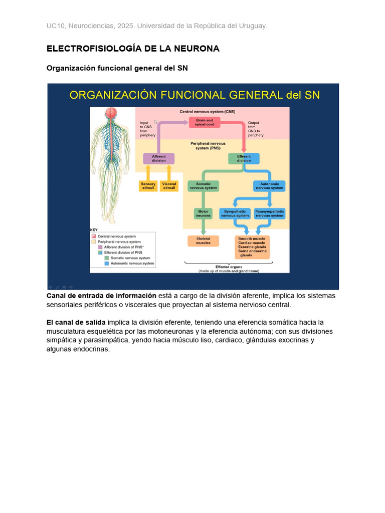 Electrofisiologia Neuronal | PDF | Potencial de acción | Neurona