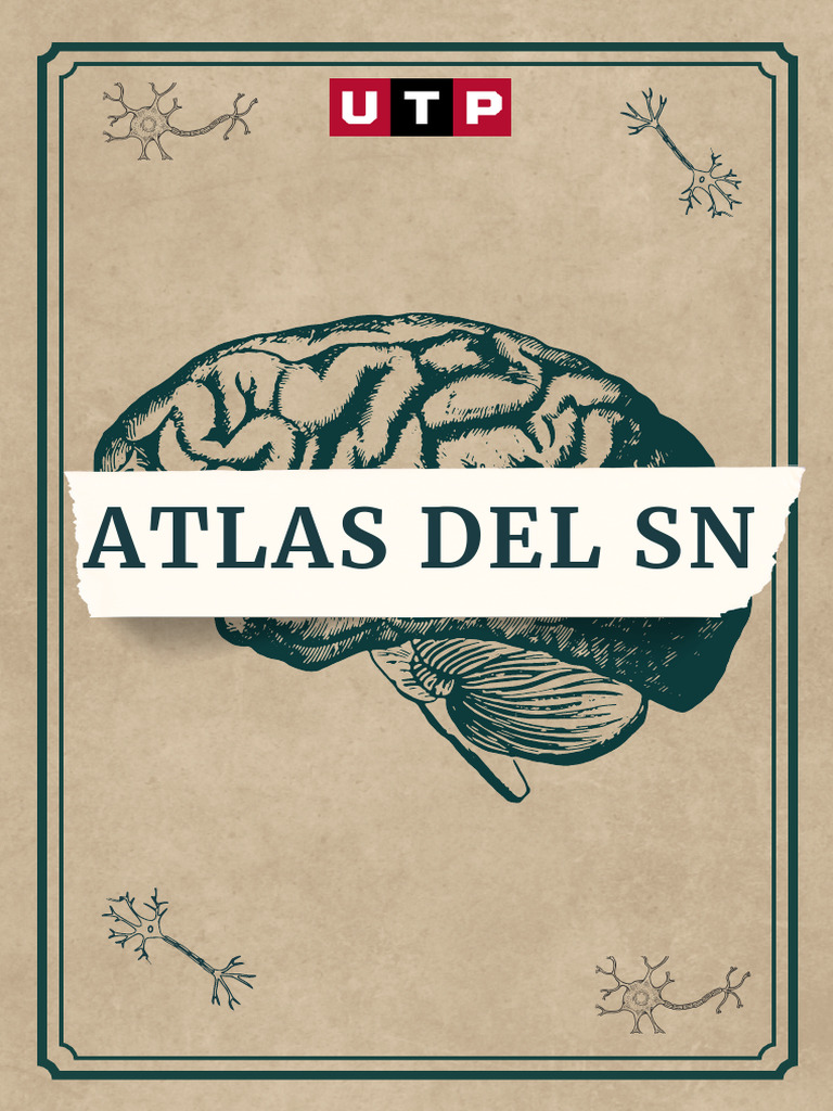 Atlas S. Nervioso Ta2 | PDF | Cerebro | Médula espinal