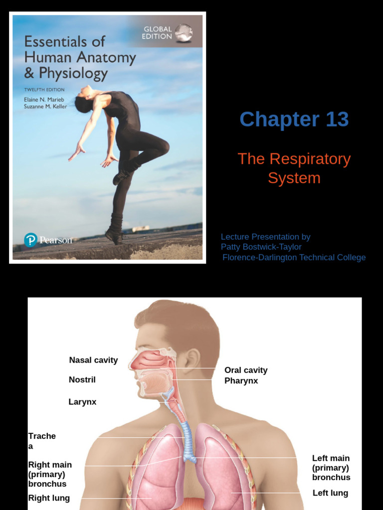 Anatomy of the Respiratory System | PDF | Lung | Respiratory System
