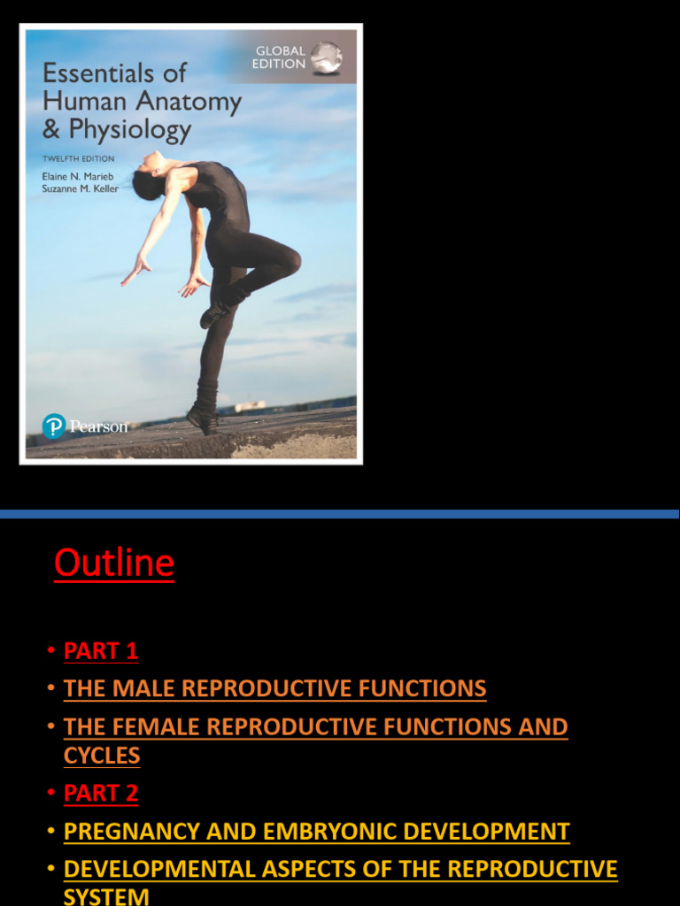 BIO 50 Reproductive System - Part 1 | PDF | Uterus | Ovary