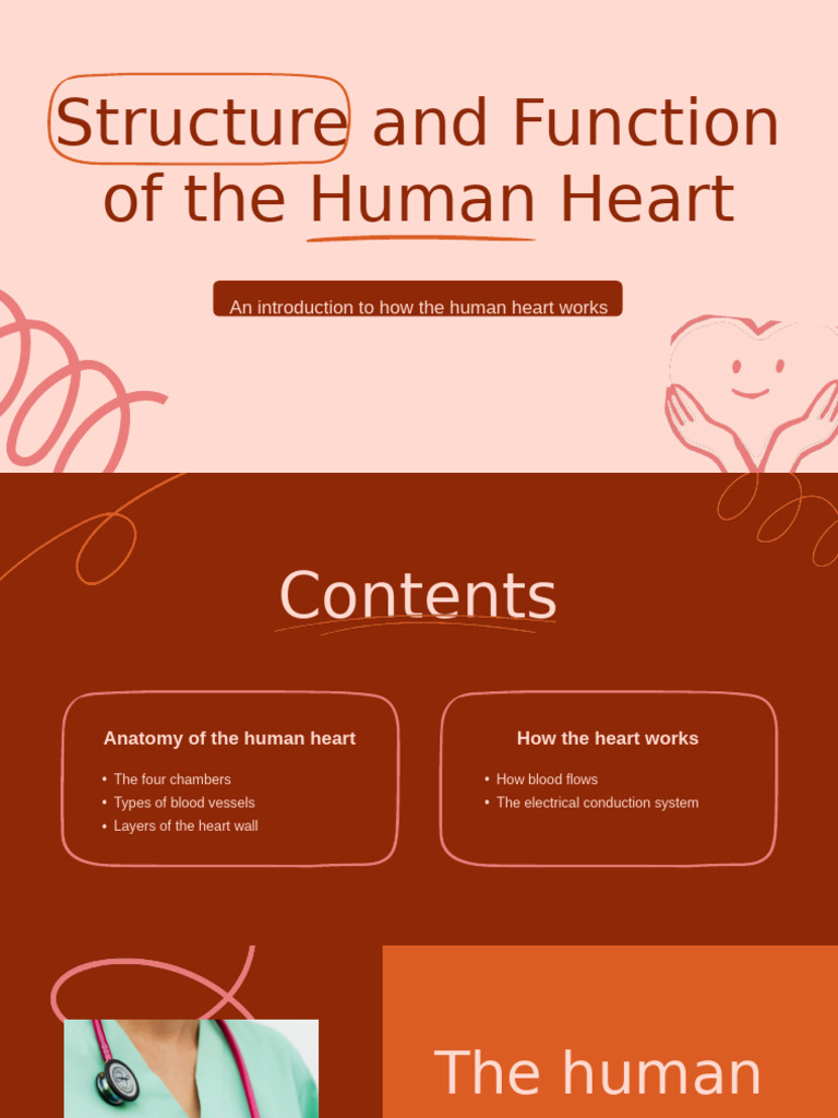 Anatomy and Function of the Heart | PDF | Heart | Cardiac Muscle