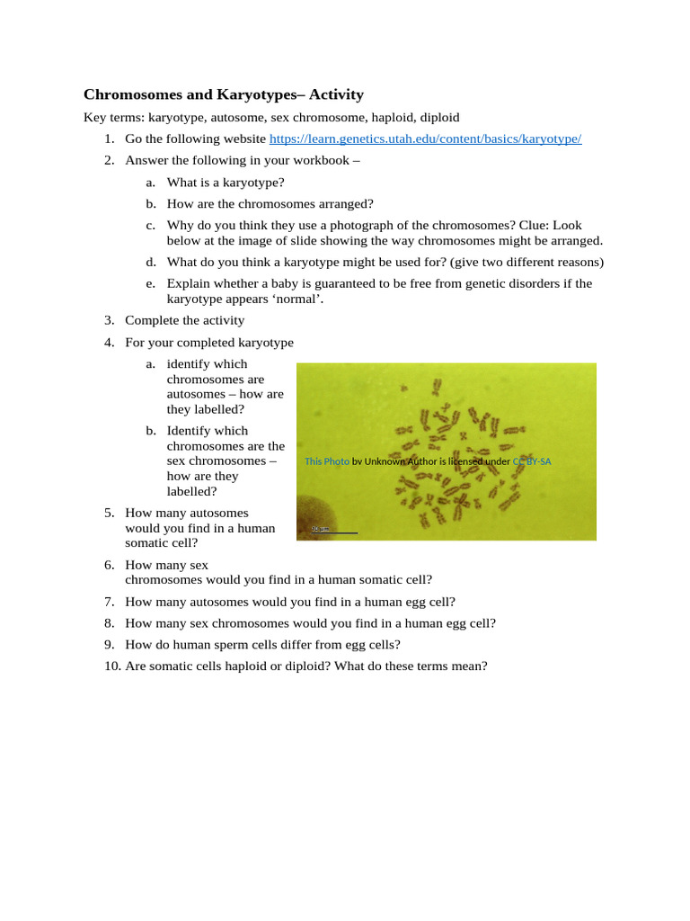 Chromosomes and Karyotypes Activity | PDF