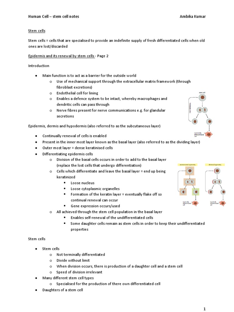 Human Cell - Stem Cell Notes Ambika Kumar | PDF | Vascular Endothelial ...