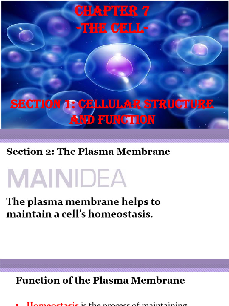 Plasma Membrane Structure and Function | PDF | Cell Membrane | Phospholipid