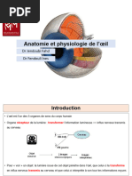 Anatomie du Corps Géniculé Latéral | PDF | Système visuel | Vision