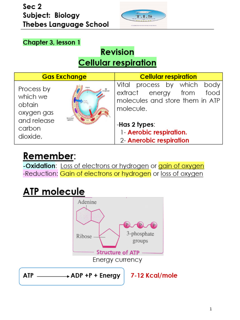 Sec 2 Revision Note Cellular Respiration | PDF | Cellular Respiration ...