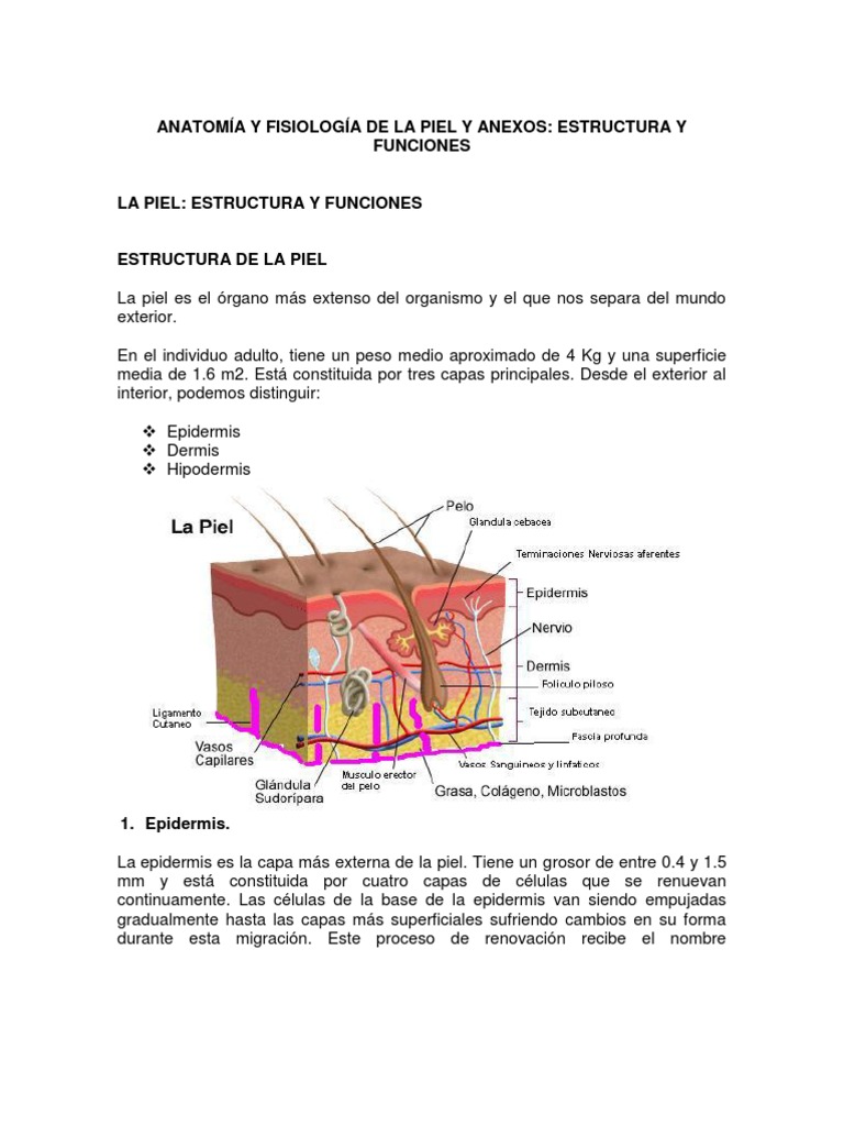 ANATOMÍA Y FISIOLOGÍA DE LA PIEL Y ANEXOS | Piel | Epidermis