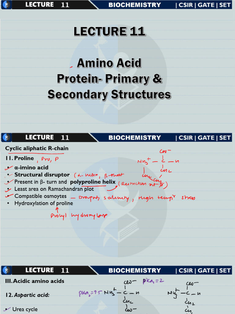 Biochemistry Lectures l11 Amino Acid Peptides | PDF | Amino Acid ...