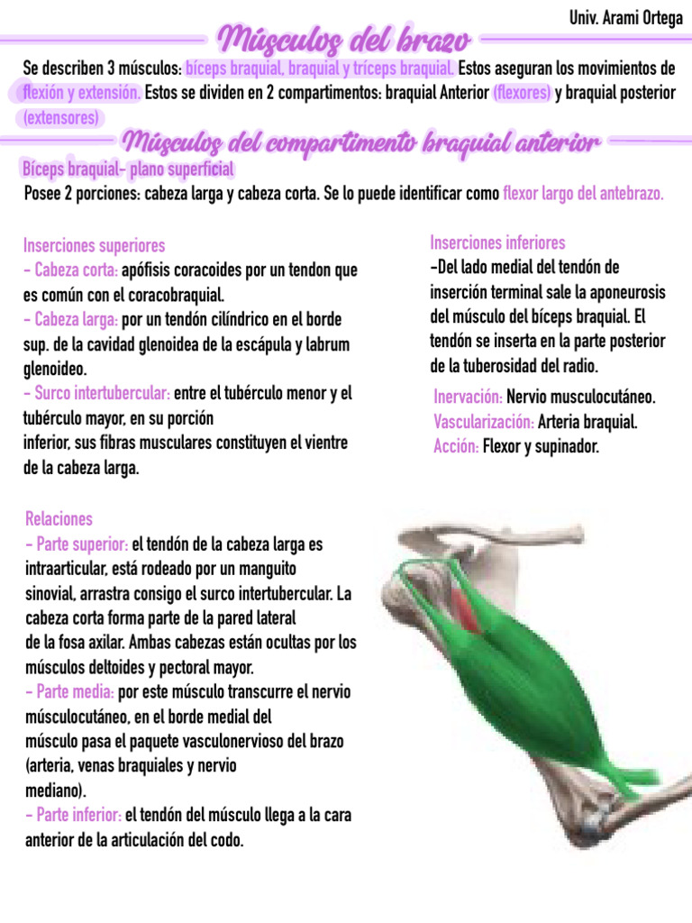 Anatomía de los Músculos del Brazo | PDF | Codo | Articulaciones
