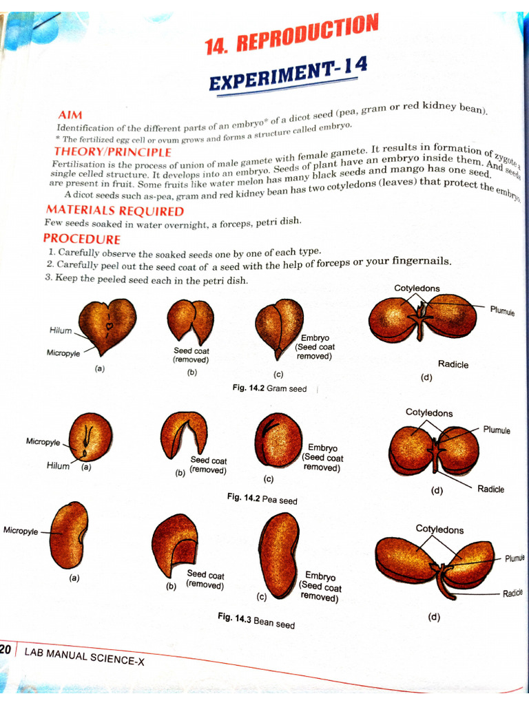 Grade 10 Biology Experiment-1 | PDF
