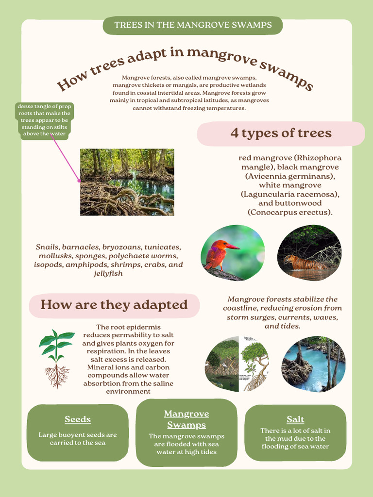 How Are Trees Adapted in Mangrove Swamps | PDF | Mangrove | Earth Sciences