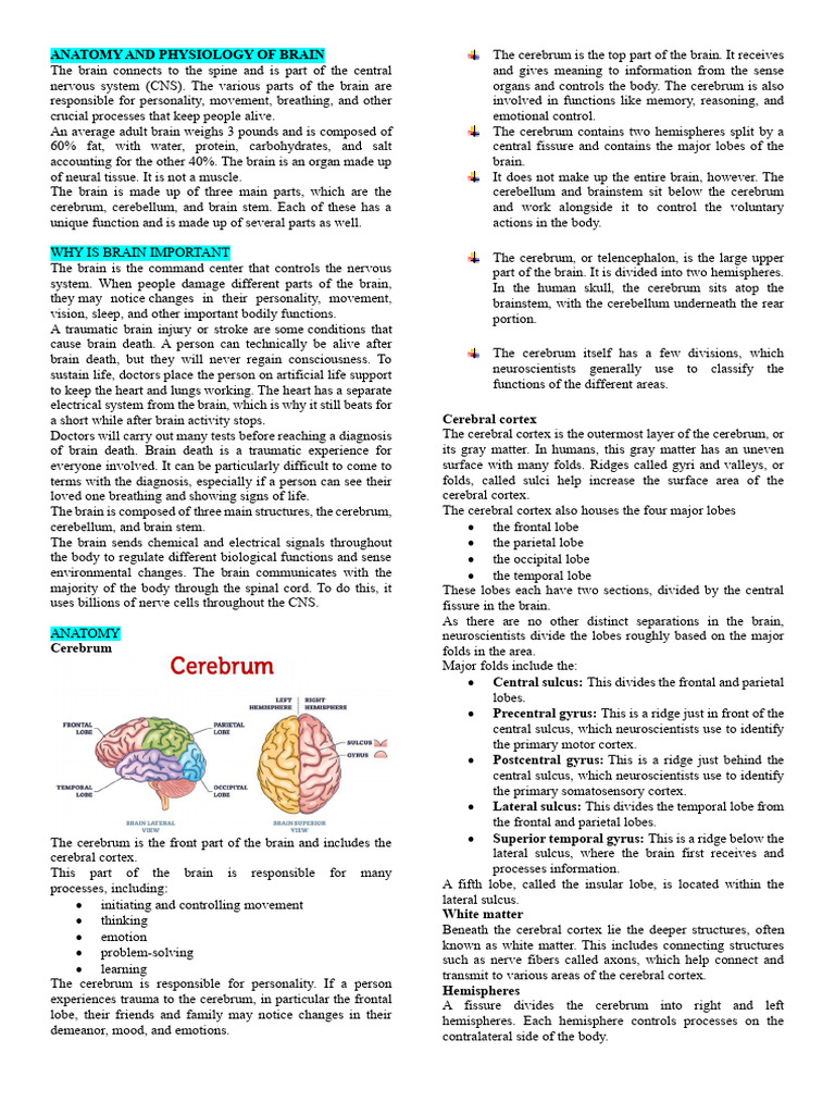 Anatomy and Physiology of Brain | PDF | Cerebrum | Cerebellum