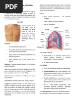 Anatomía del Hilio Pulmonar | PDF | Pulmón | Aorta