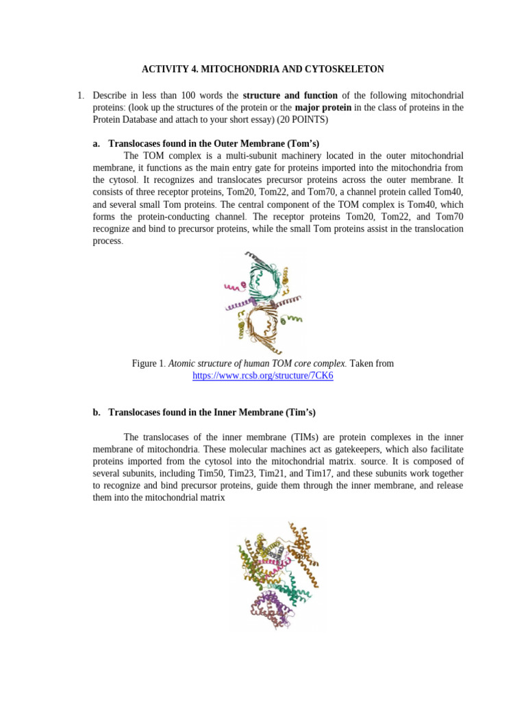 Mitochondrial Proteins and Cytoskeleton Overview | PDF | Cytoskeleton ...