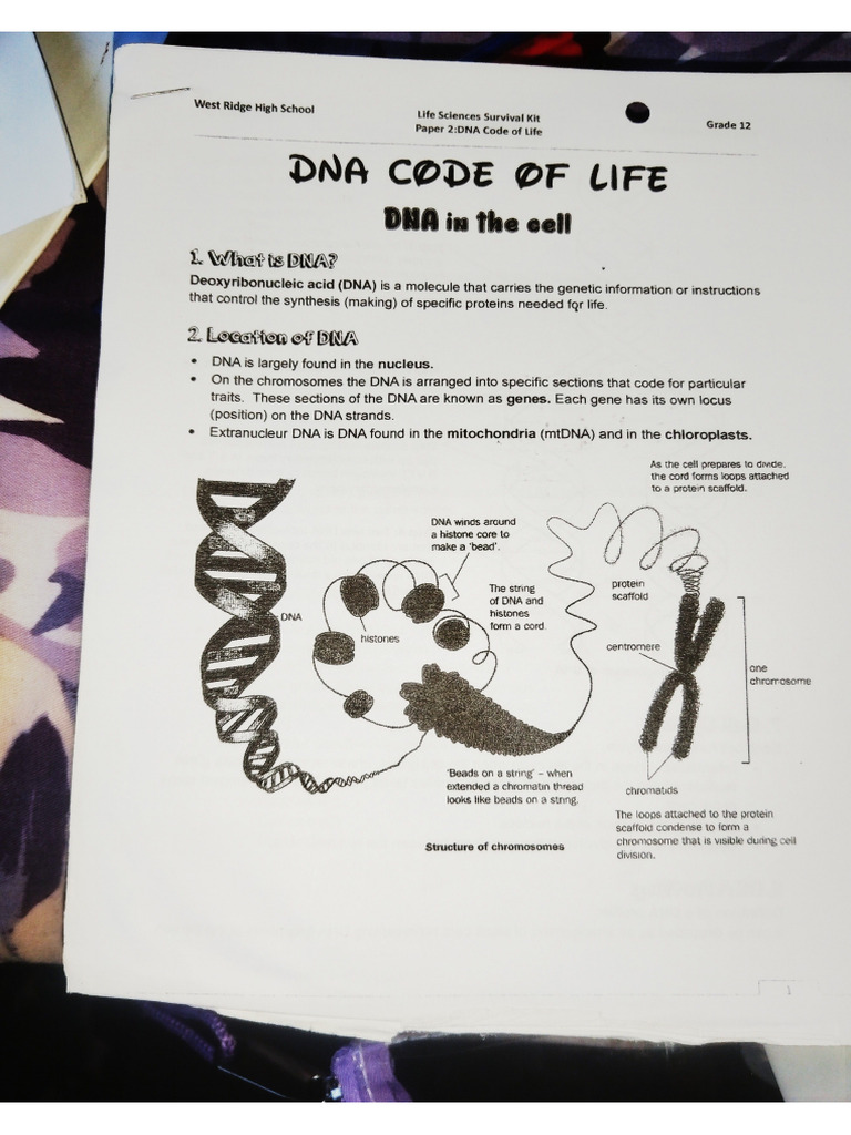 Dna Code of Life | PDF