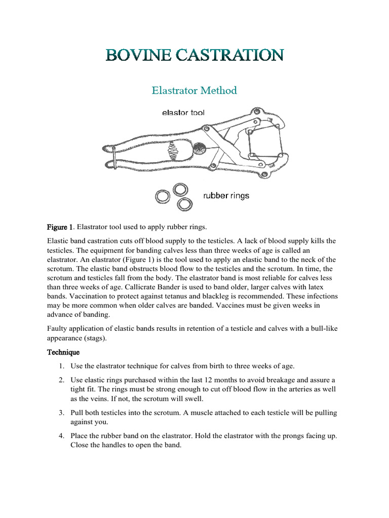 Elastrator Method for Calf Castration | PDF | Medical Specialties ...