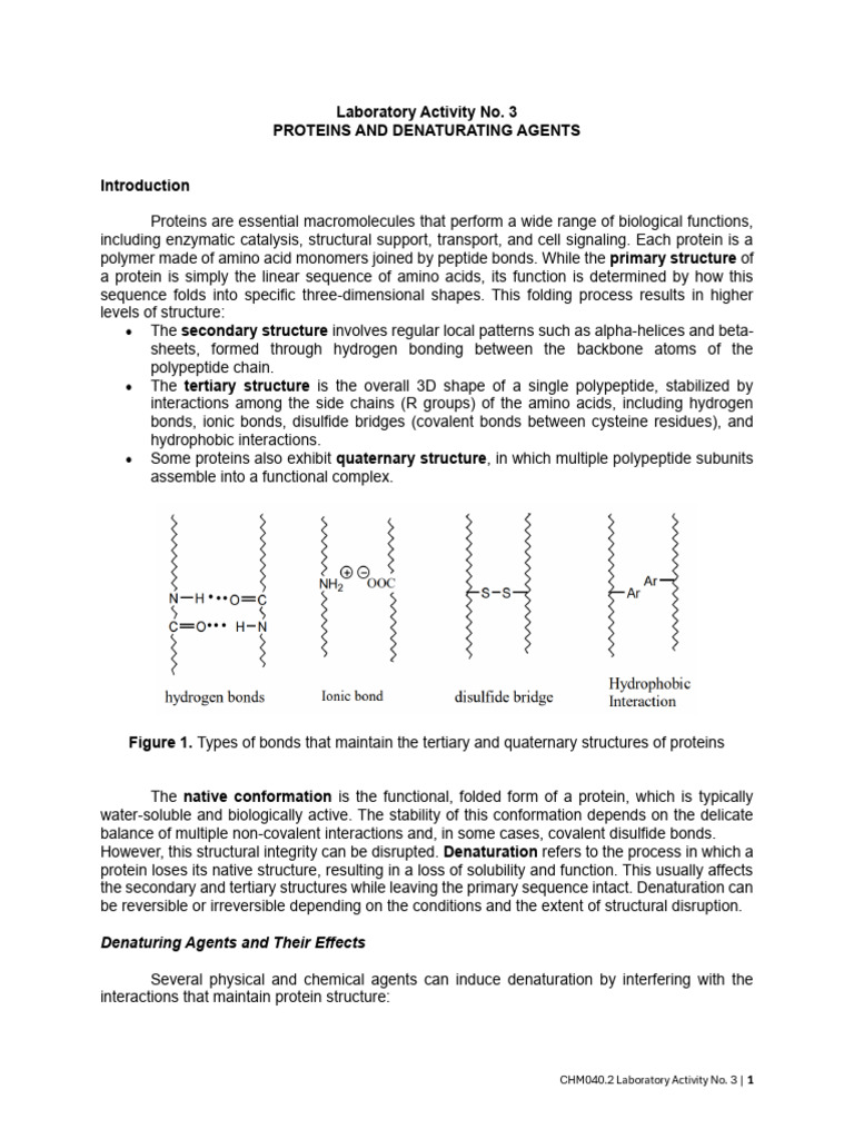 Effects of Denaturating Agents on Albumin | PDF | Protein Structure ...