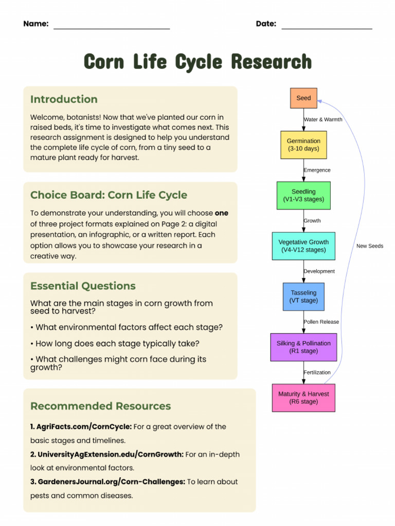 Corn Life Cycle Research Project | PDF