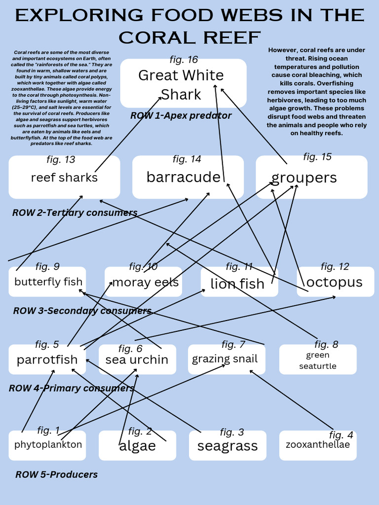 Exploring Food Webs in The Coral Reef PDF | PDF | Coral Reef | Coral