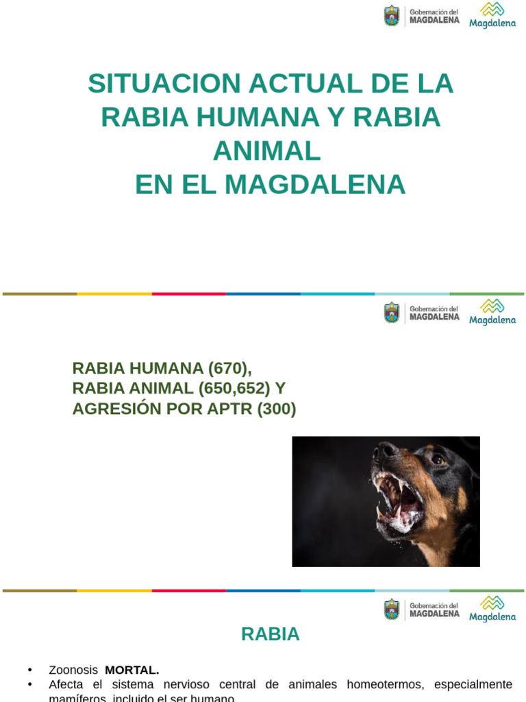 Situacion Actual de La Rabia Humana y Rabia Animal en El Magdalena ...