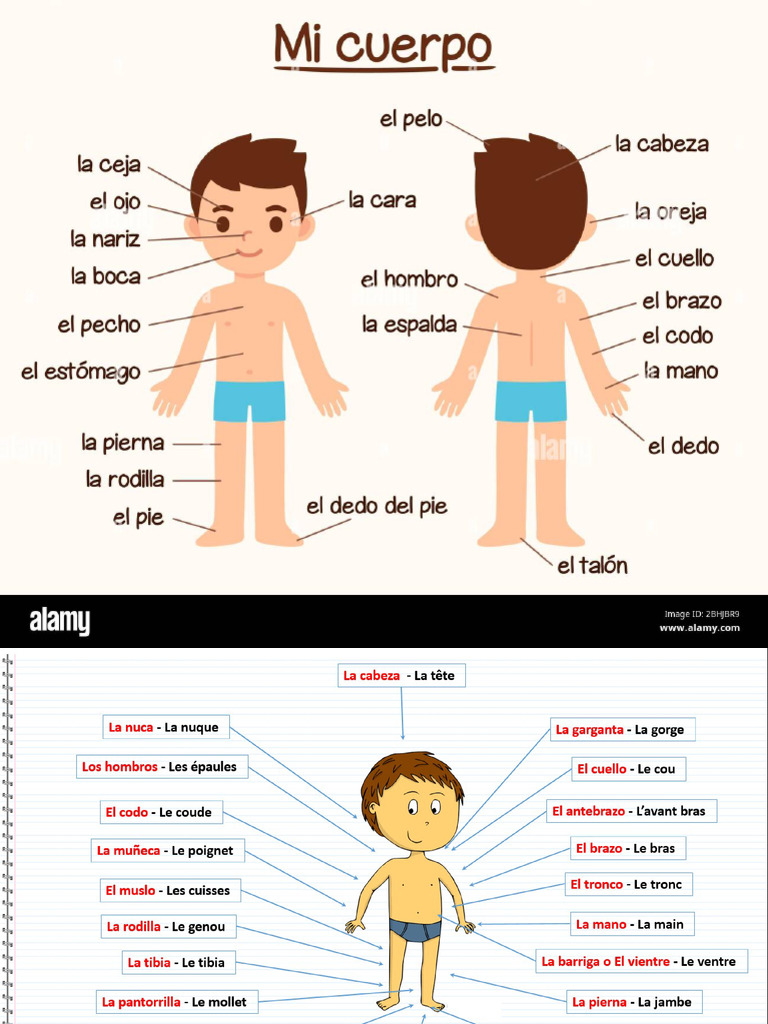 Le Corp Humain 2 | PDF