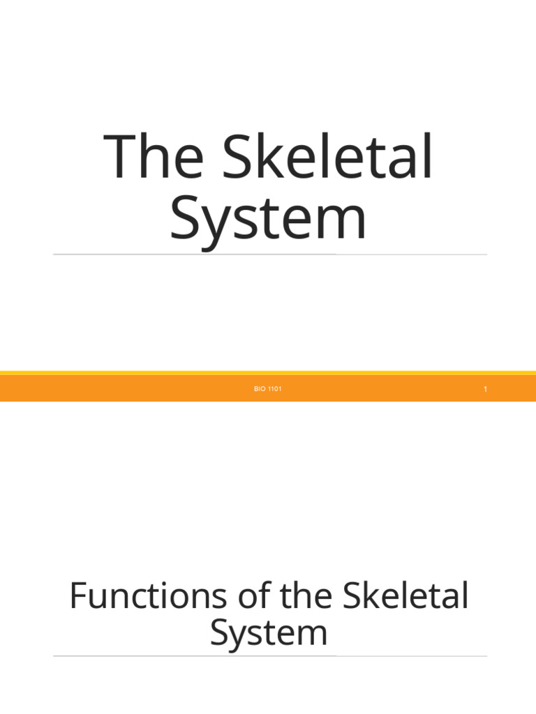 Overview of the Human Skeletal System | PDF | Anatomical Terms Of ...