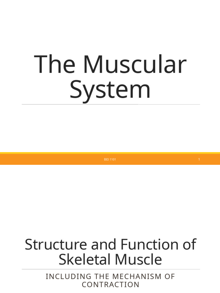 Bio 1101 Unit 2 Muscular System (2) (1) - Tagged | PDF | Muscle ...