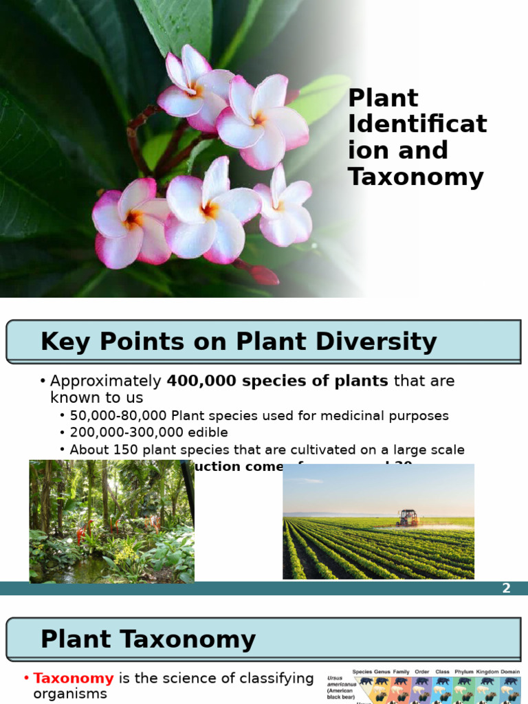BIO 502 - Plant Taxonomy and Identification - S251 | PDF | Fern | Leaf